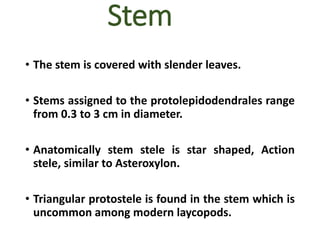Protolepidodendron | PPTX