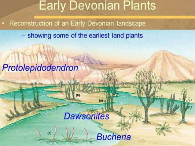 Protolepidodendron | PPTX