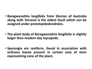 Protolepidodendron | PPTX