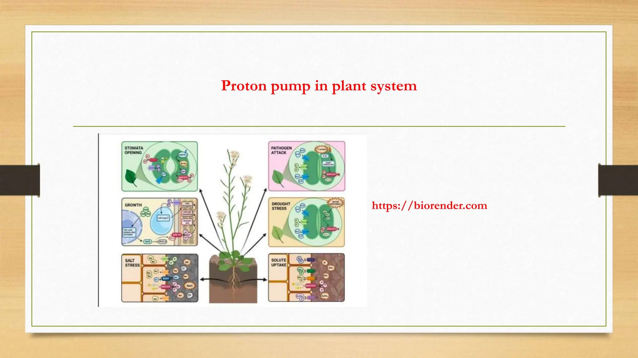 Proton pump and inhibitors and its mechanism | PPTX