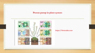 Proton pump and inhibitors and its mechanism | PPTX
