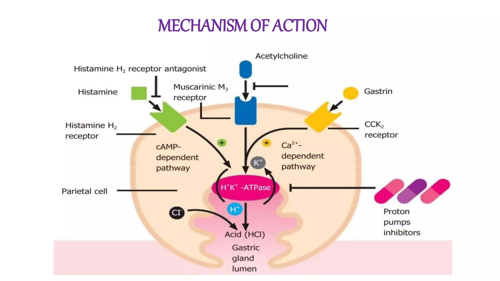 PROTON PUMP INHIBITOR ppt