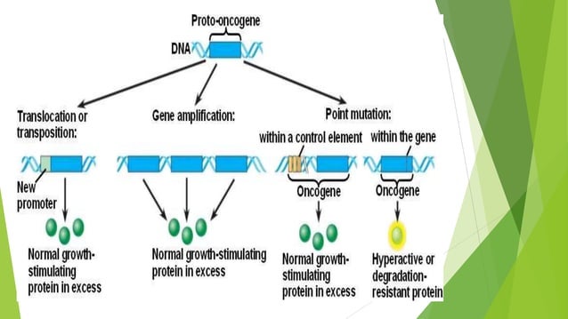 Proto oncogene to onco gene cell signaling | PPTX