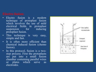 Protoplasm fusion | PPTX | Chemistry | Science