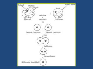 Protoplasm fusion | PPTX | Chemistry | Science