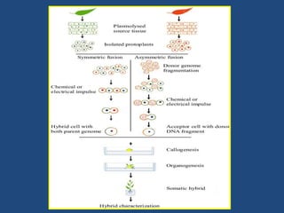 Protoplasm fusion | PPTX | Chemistry | Science