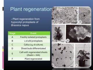 Protoplast | PPT | Biological Sciences | Science