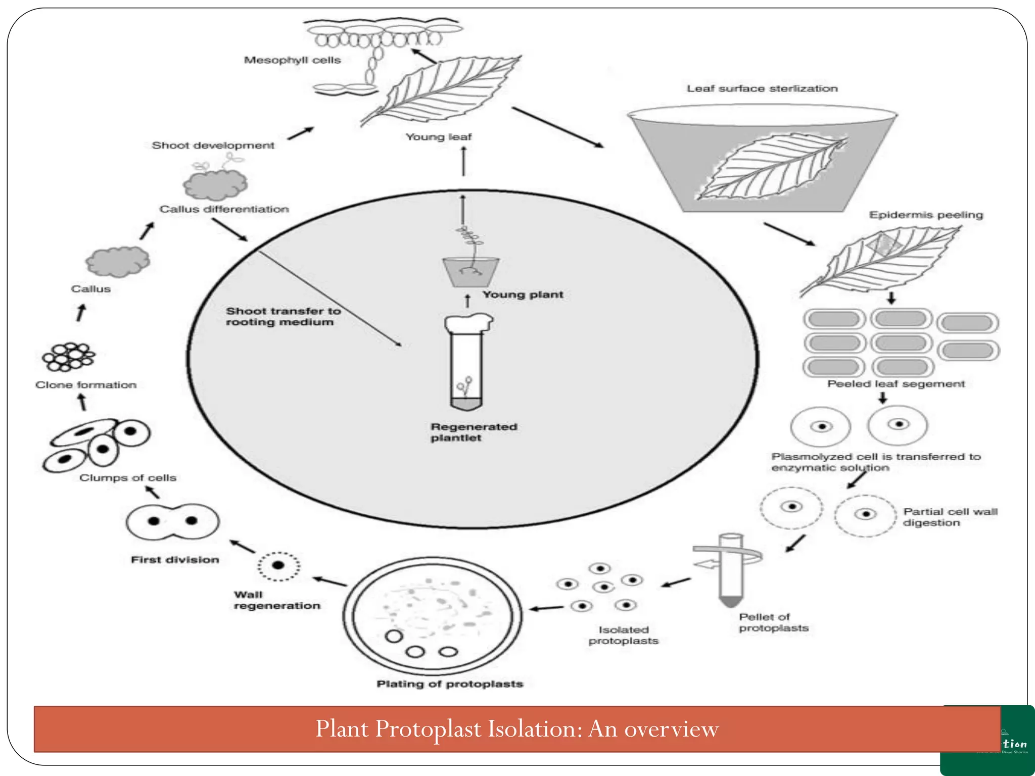 Plant Protoplast: Isolation, Purification and Culturing | PDF