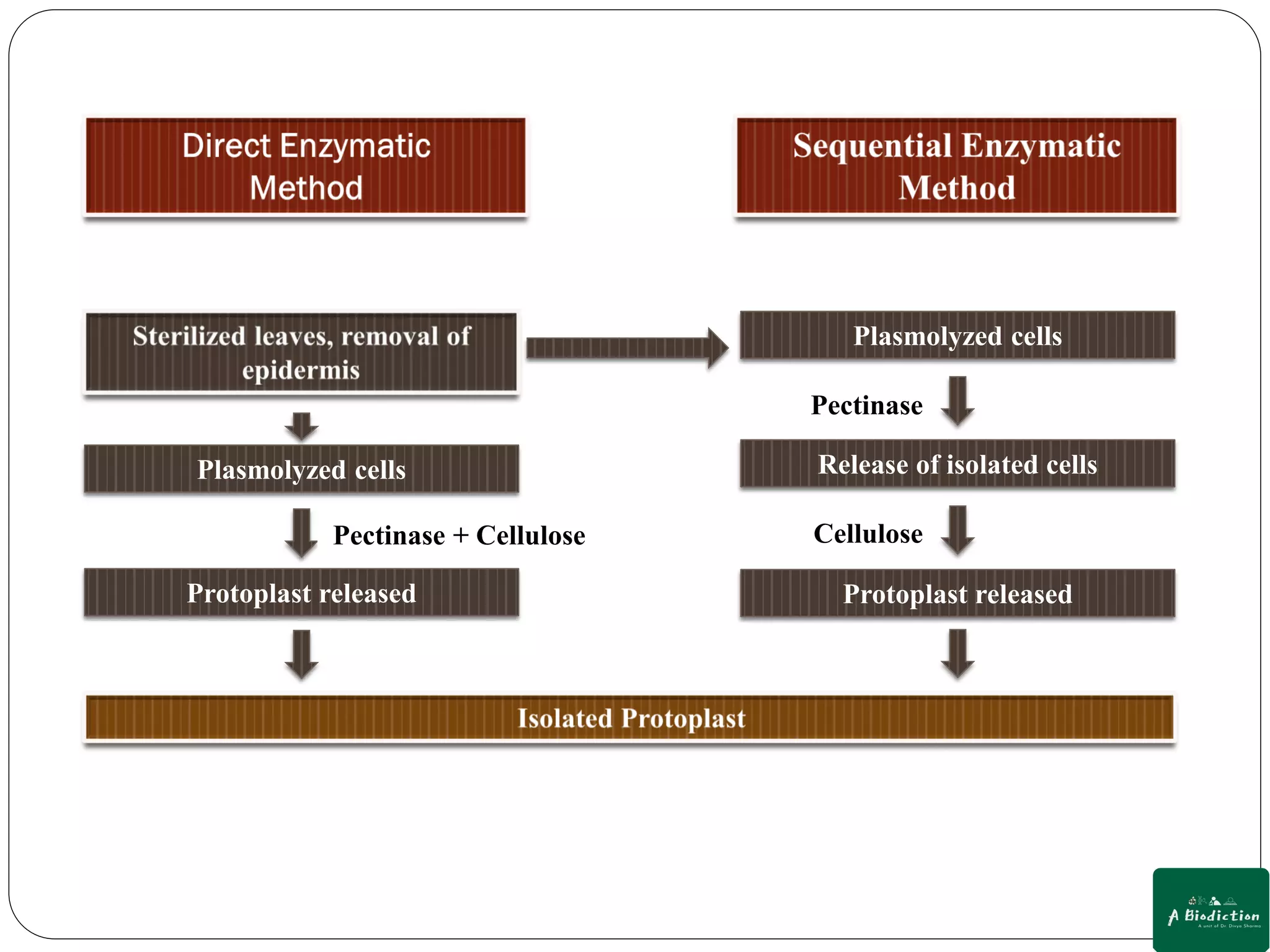 Plant Protoplast: Isolation, Purification and Culturing | PDF