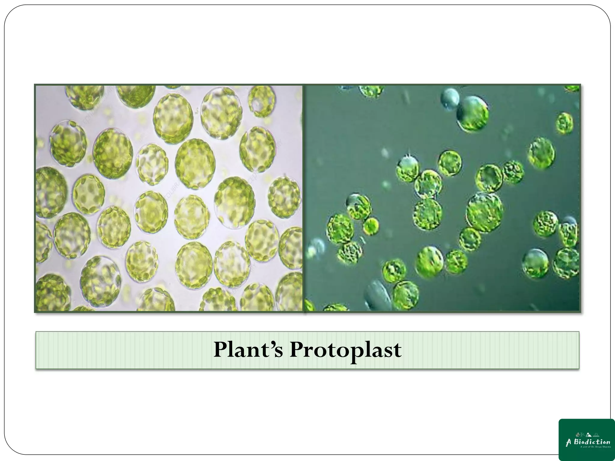 Plant Protoplast: Isolation, Purification and Culturing | PDF