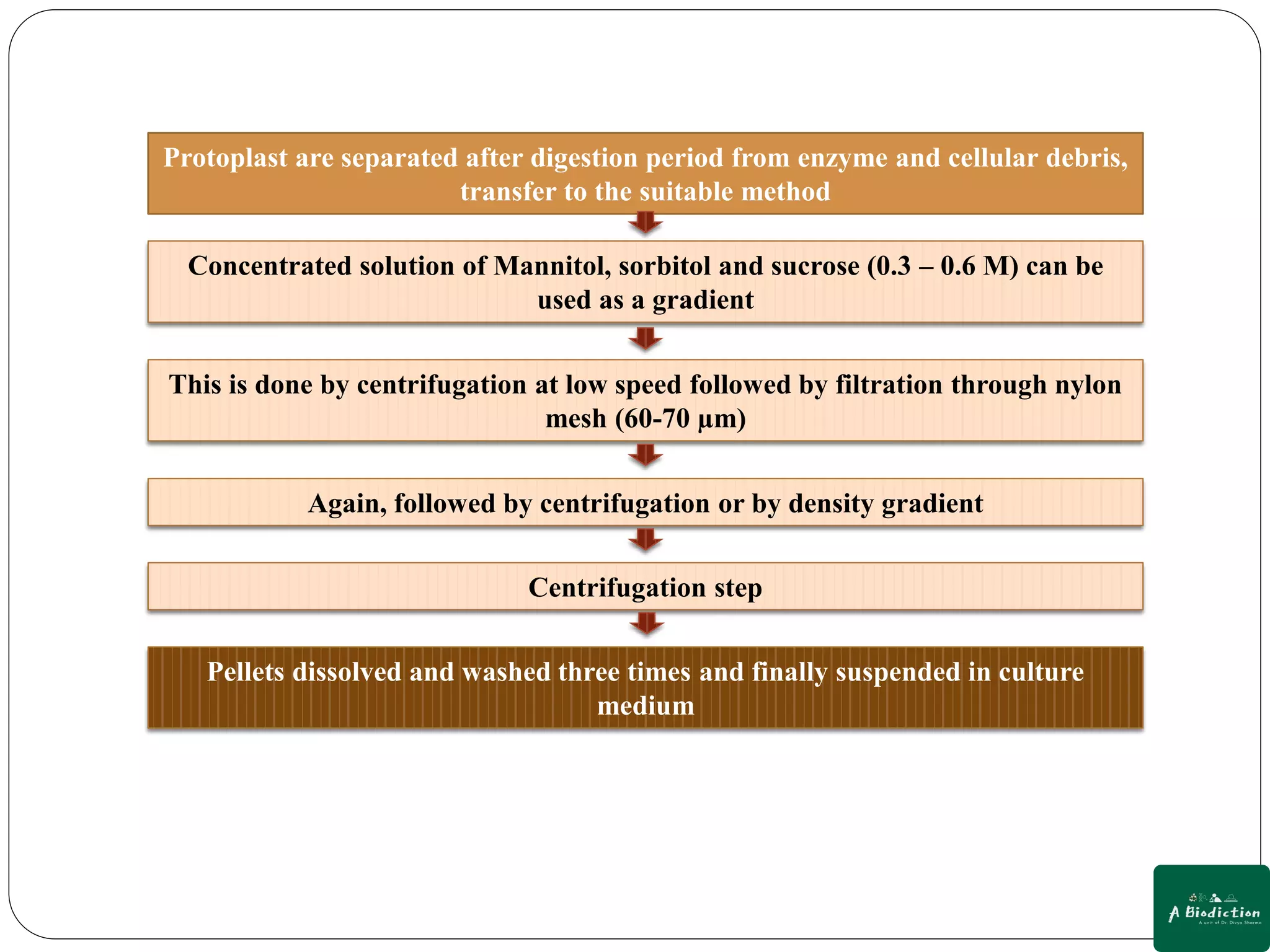 Plant Protoplast: Isolation, Purification and Culturing | PDF