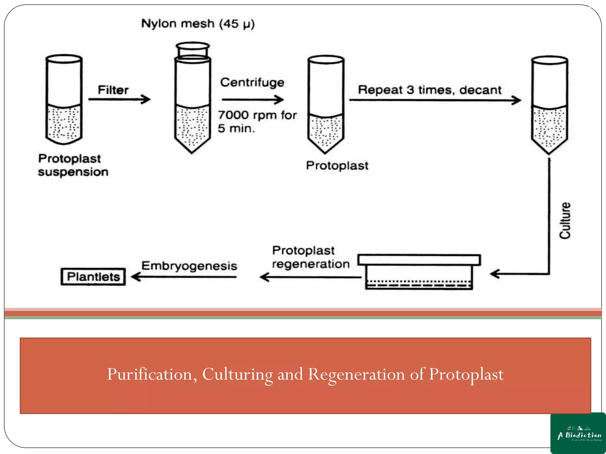 Plant Protoplast: Isolation, Purification and Culturing | PDF