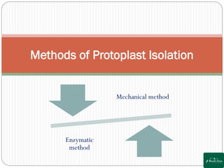 Plant Protoplast: Isolation, Purification and Culturing | PDF