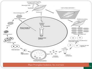 Plant Protoplast: Isolation, Purification and Culturing | PDF