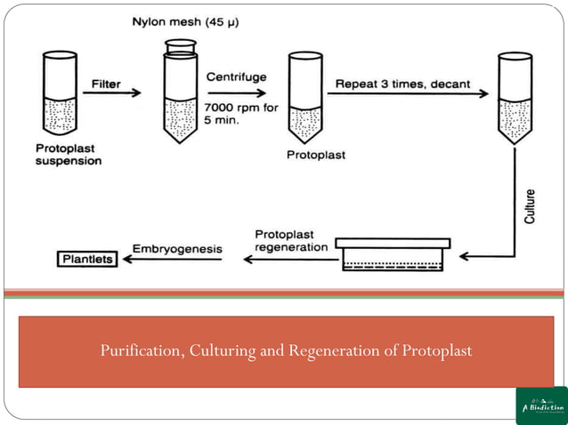 Plant Protoplast: Isolation, Purification and Culturing | PDF