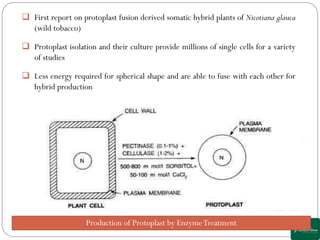 Plant Protoplast: Isolation, Purification and Culturing | PDF