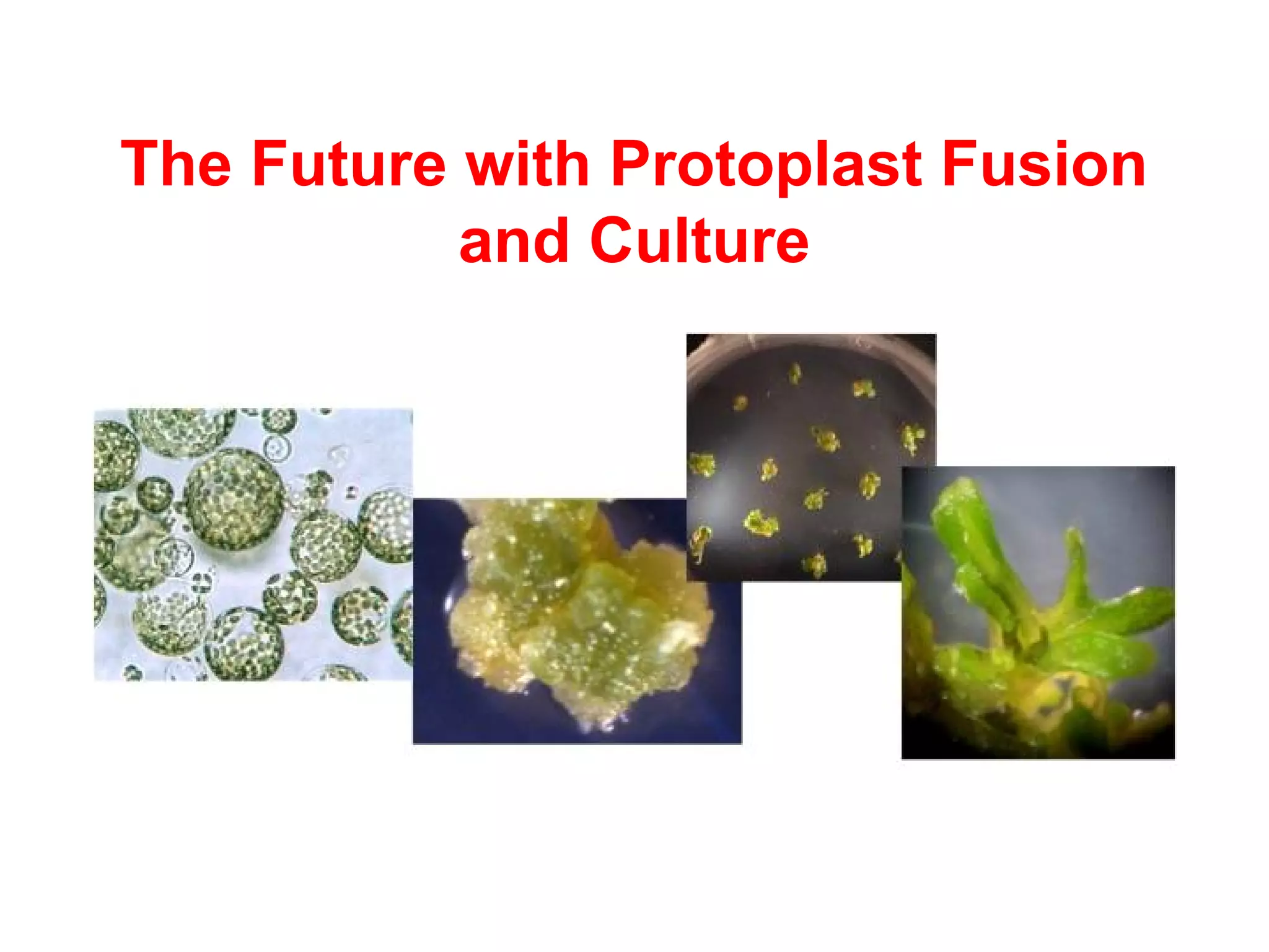 Protoplast Culture | PDF