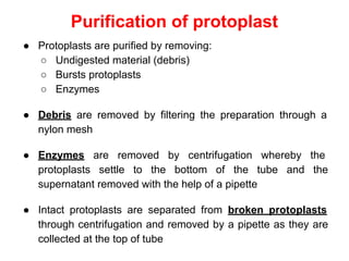 Protoplast Culture | PDF