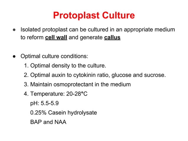 Protoplast Culture | PDF
