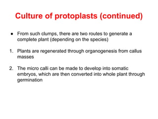 Protoplast Culture | PDF