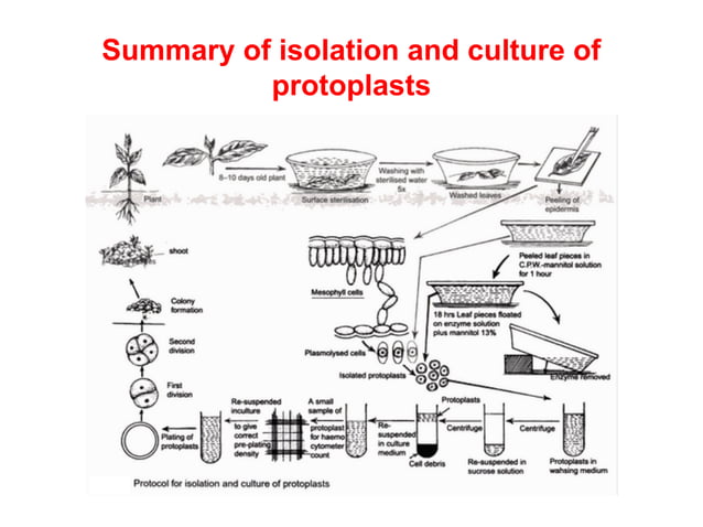 Protoplast Culture | PDF