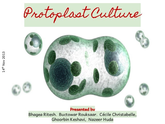 Protoplast Culture