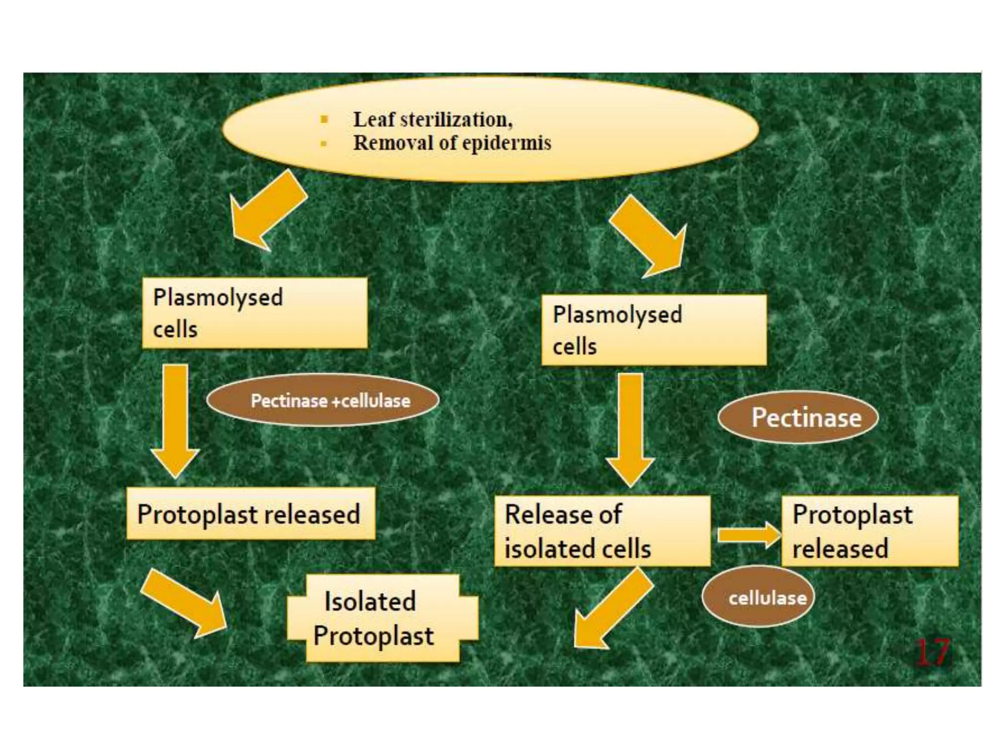 Protoplast culture | PPTX