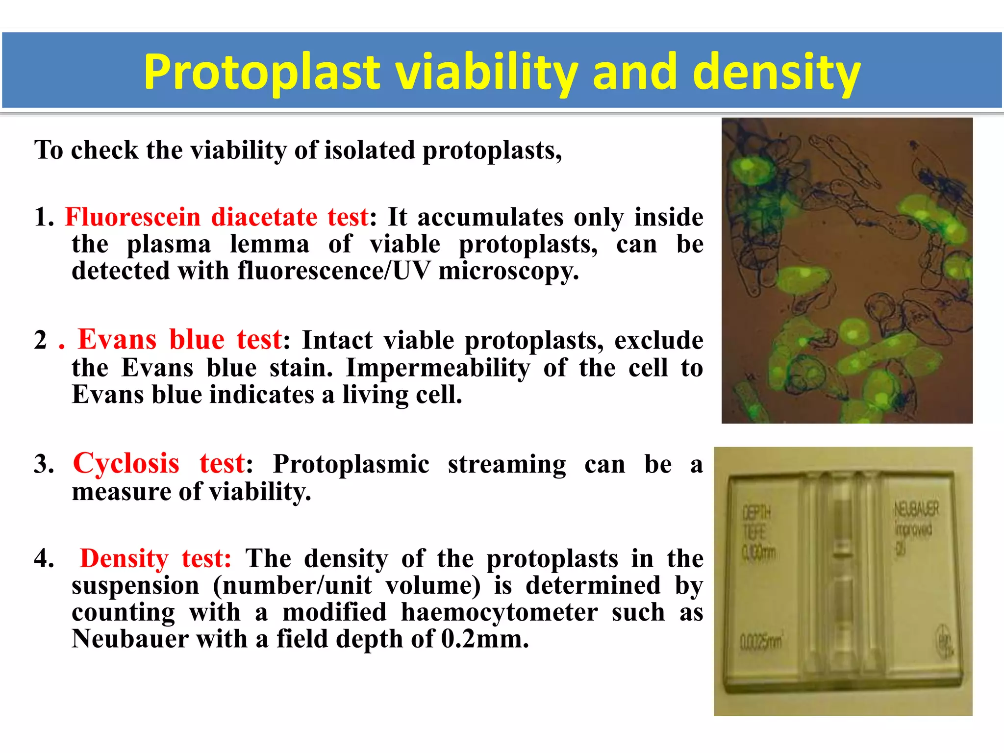 Protoplast culture | PPTX