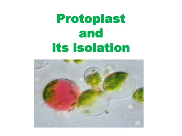 Protoplast culture | PPTX | Biological Sciences | Science