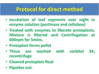 Protoplast culture | PPTX