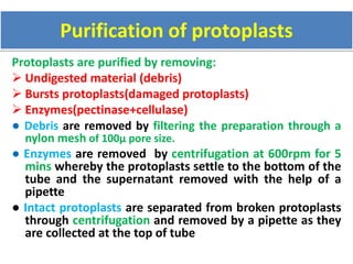 Protoplast culture | PPTX