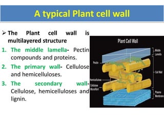 Protoplast culture | PPTX