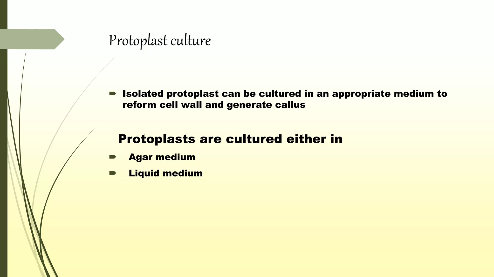 Protoplast culture | PPTX