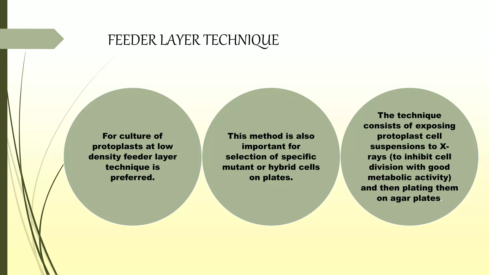 Protoplast culture | PPTX