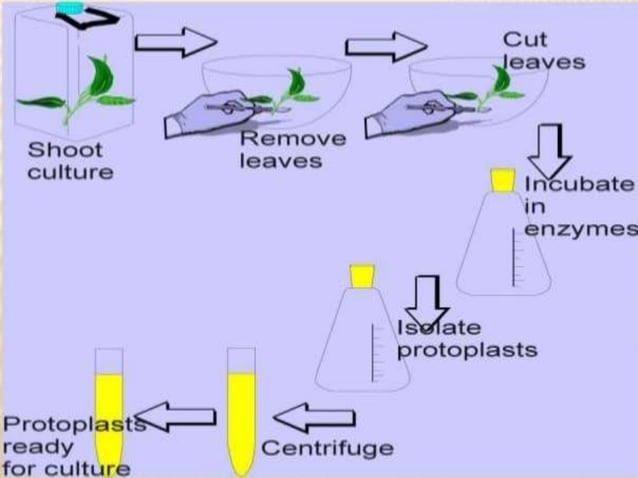 Protoplast Culture | PPTX | Biological Sciences | Science