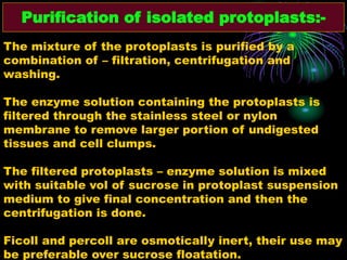 Protoplast culture | PPT