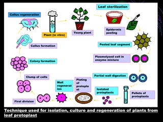 Protoplast culture | PPT