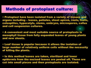 Protoplast culture | PPT