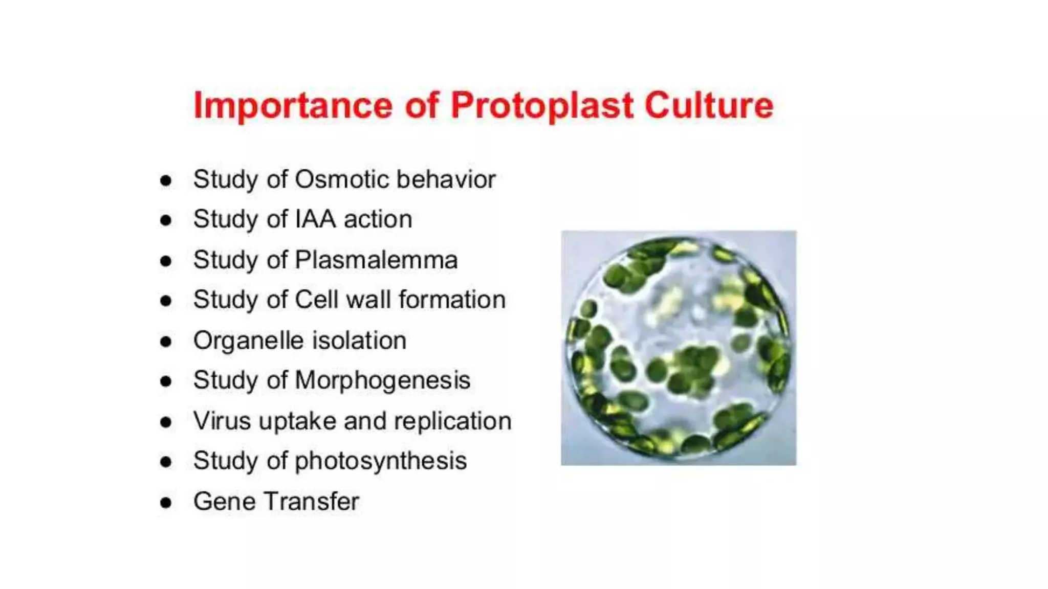 Protoplast culture | PPTX