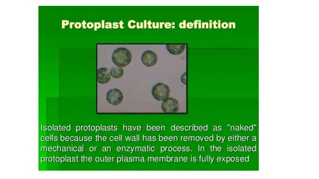 Protoplast culture | PPTX