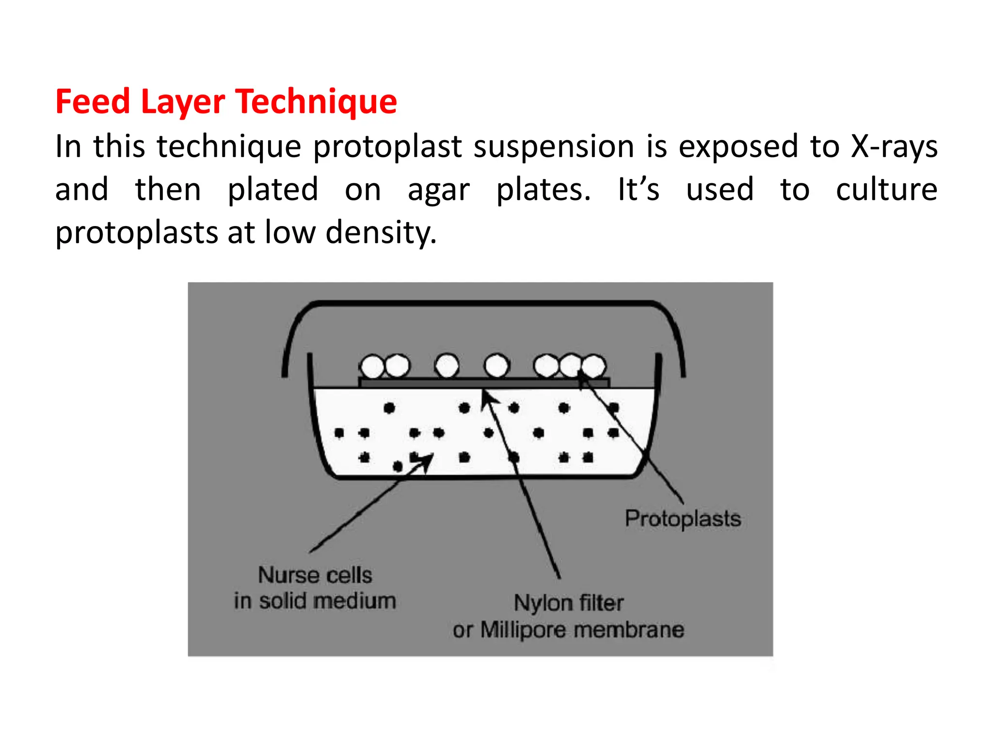 protoplast_culture.pptx