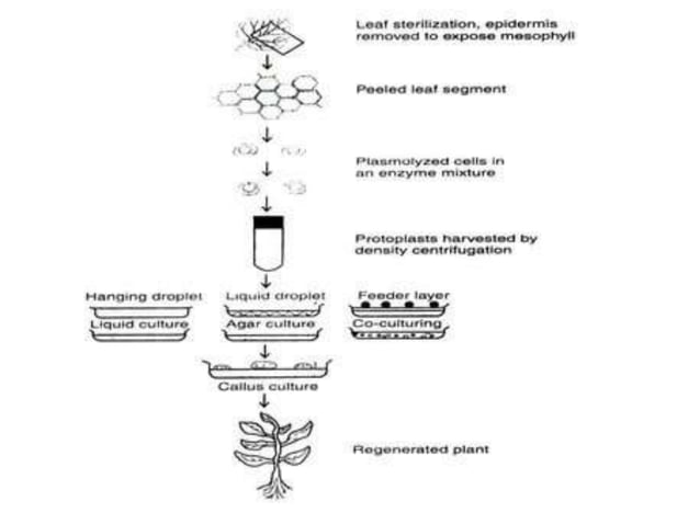protoplast_culture.pptx