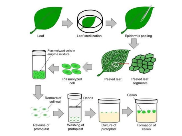 protoplast_culture.pptx
