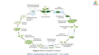 Protoplast culture is a plant cell without cell wall | PPTX