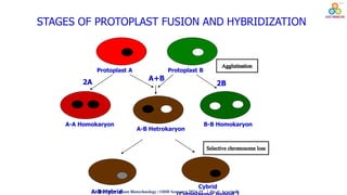 Protoplast culture is a plant cell without cell wall | PPTX ...