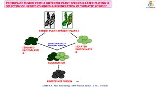 Protoplast culture is a plant cell without cell wall | PPTX ...