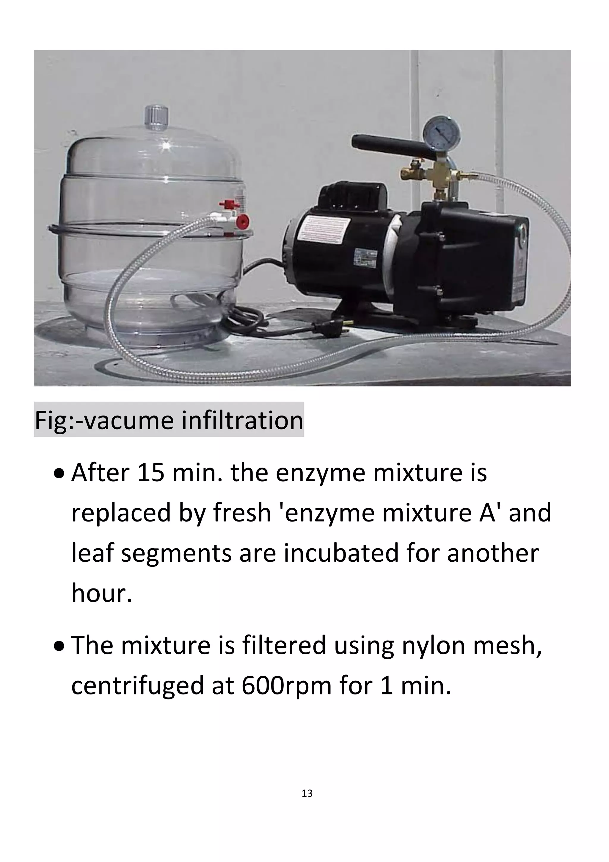 Protoplast culture and fusion | PDF