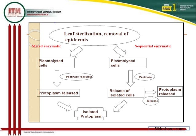 Protoplast culture and somatic hybridaization.pptx