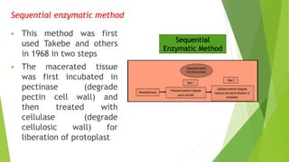 Protoplast culture By Manoj K Mishra.pptx