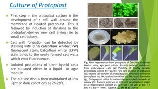 Protoplast culture By Manoj K Mishra.pptx